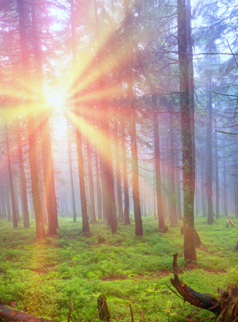 Guide for Spiritual Living - Science of Mind magazine